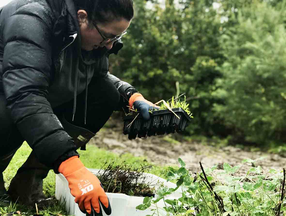 How to make a mini-meadow | YDMT